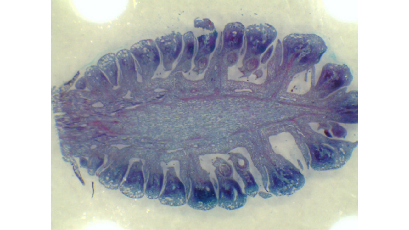 Easi-Scope Digital-Mikroskop - betzold.de