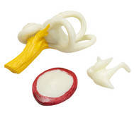 Betzold Ohr-Modell - betzold.de