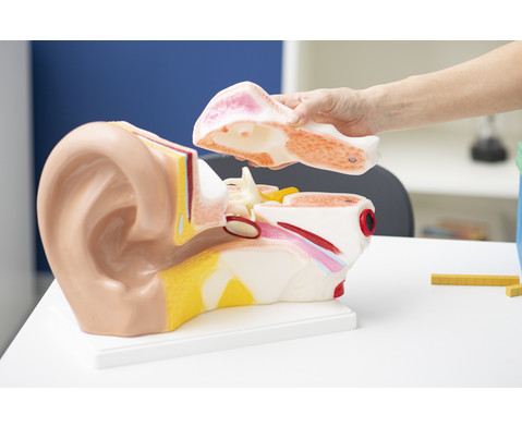 Ohr-Modell - betzold.de