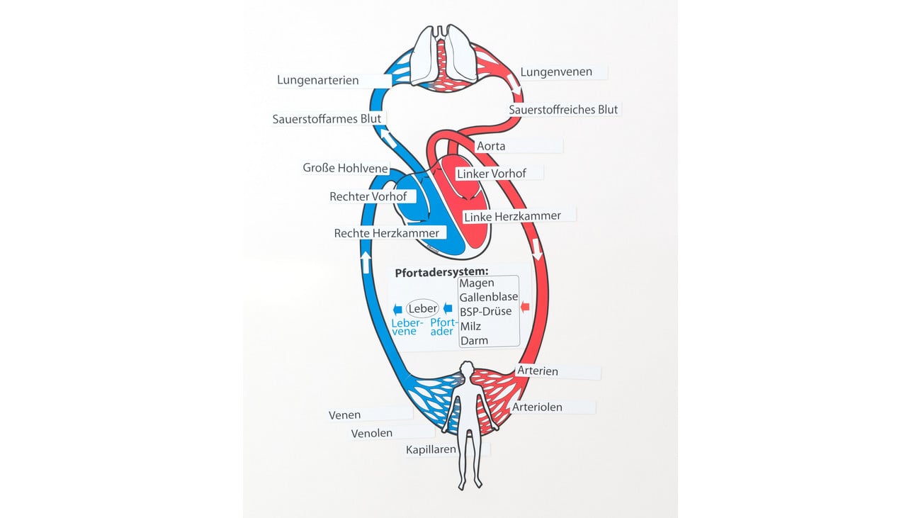 Blutkreislauf, magnetisches Tafelmaterial - betzold.de