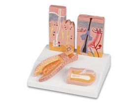 Betzold Ohr-Modell - betzold.de