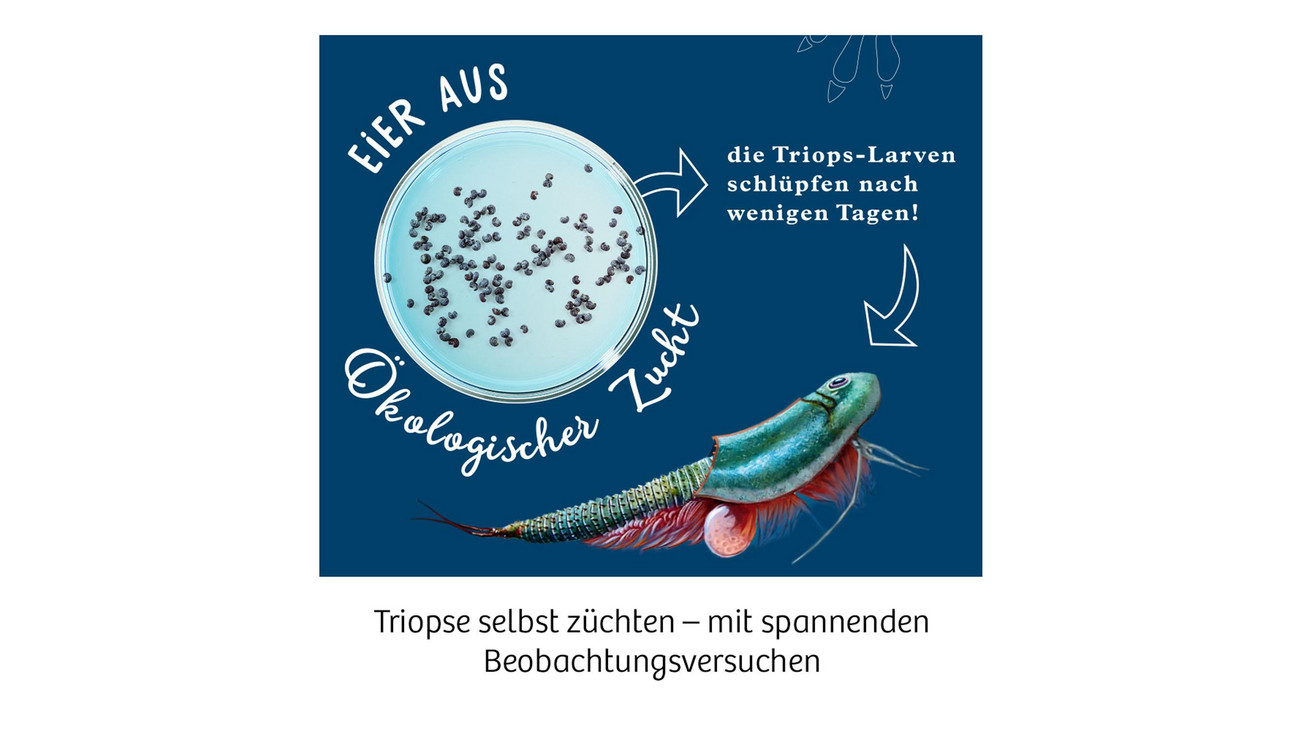 KOSMOS Triops-Welt - betzold.de